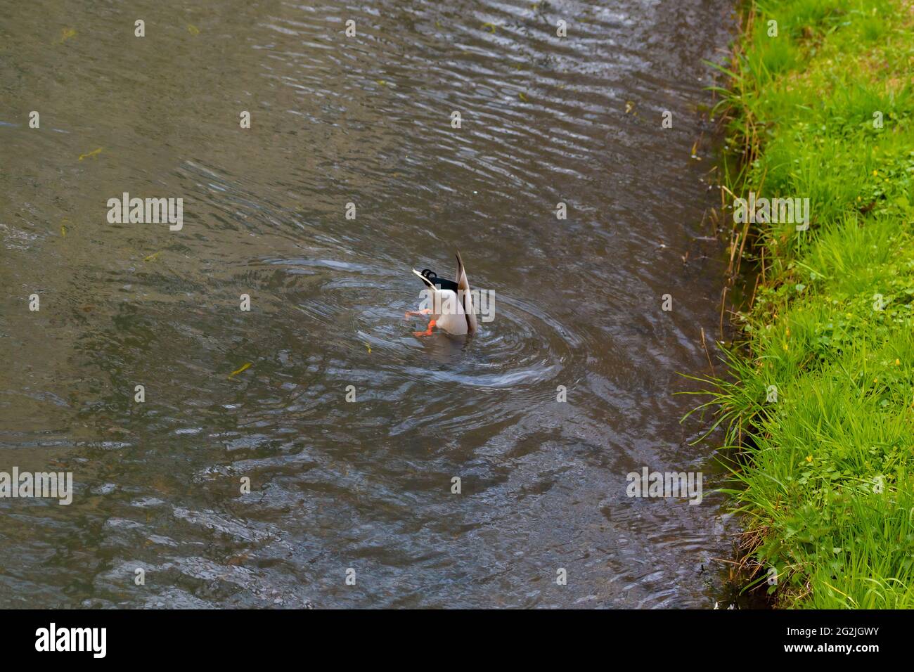 Narrow head hi-res stock photography and images - Alamy