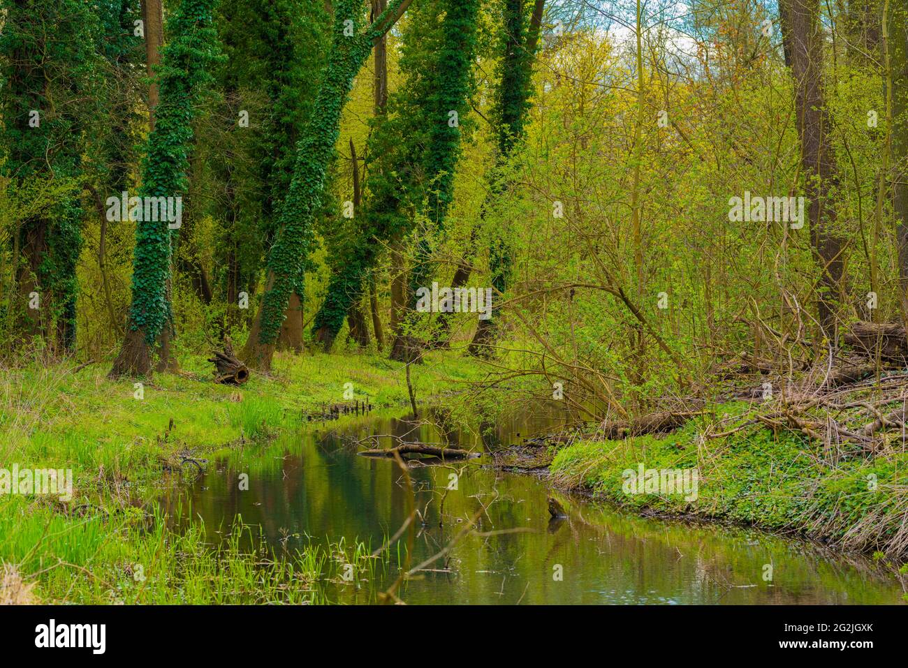 Small river on the outskirts of Luckenwalde in spring, large trees on ...