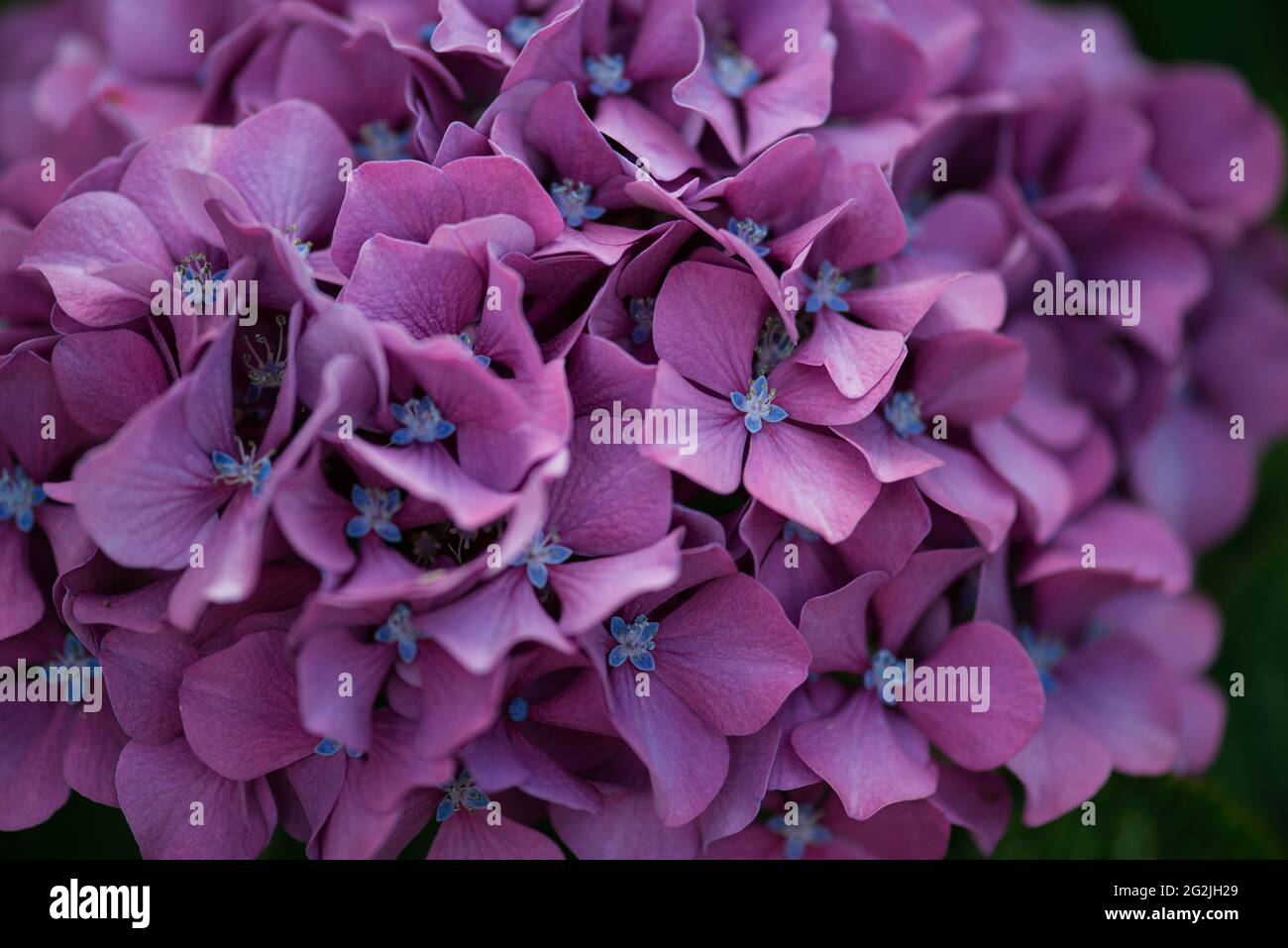 Hydrangea flower, Brittany, France Stock Photo - Alamy