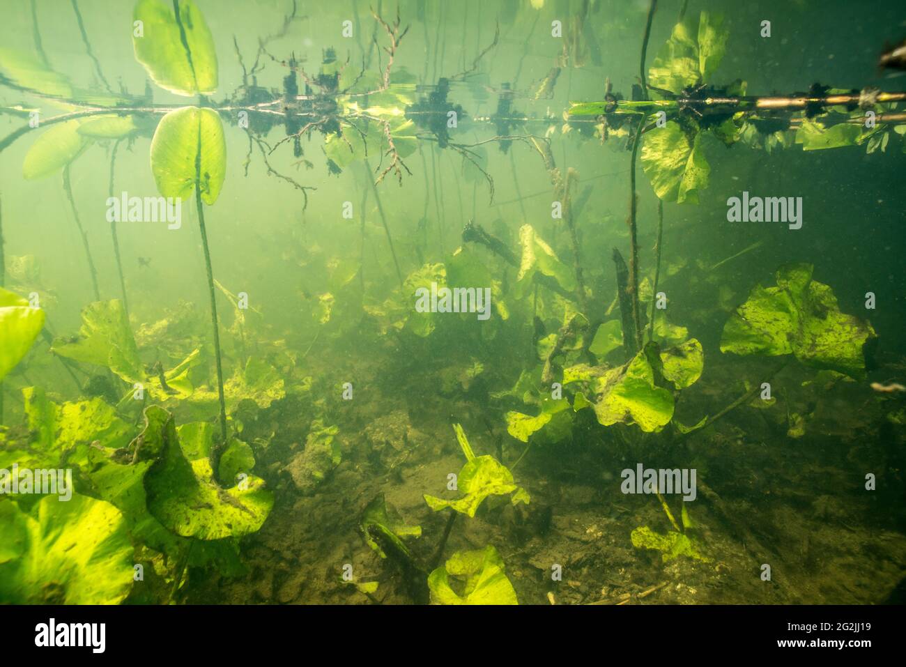 Swamp landscape under water Stock Photo - Alamy
