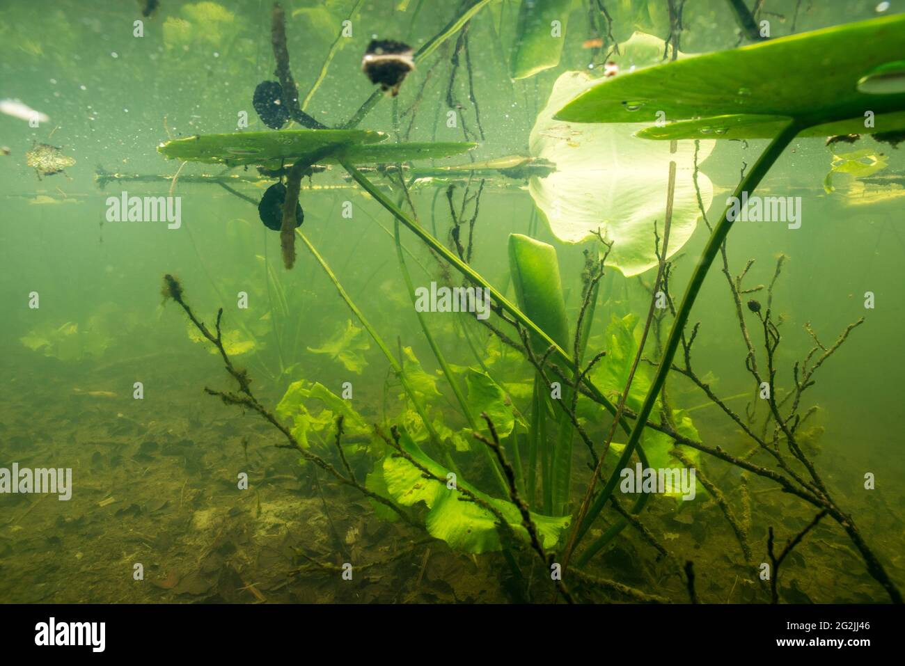 Swamp landscape under water Stock Photo - Alamy