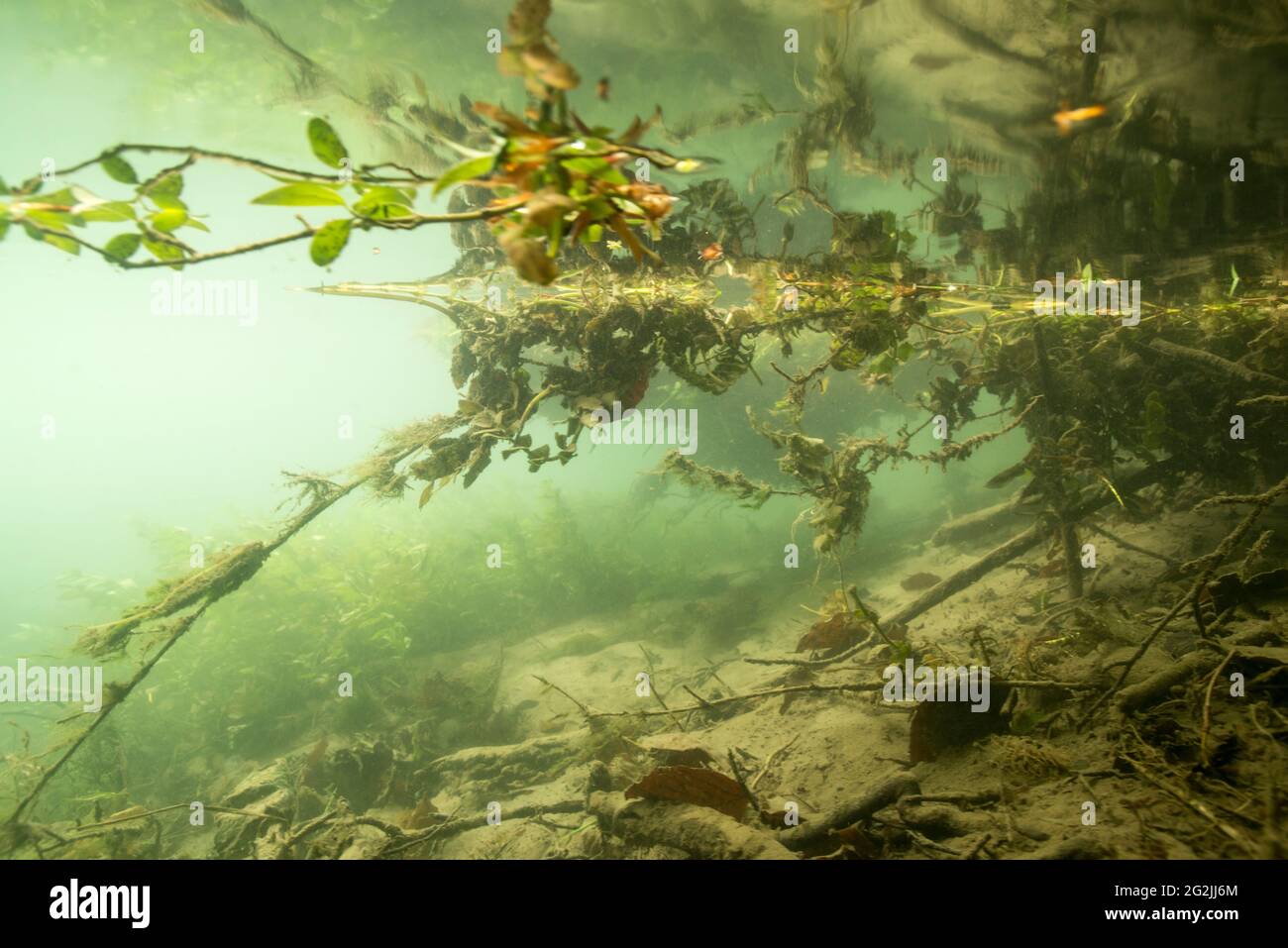 Swamp landscape under water Stock Photo - Alamy