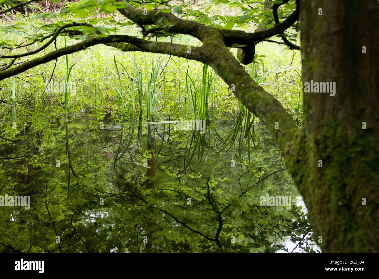 Swamp, wilderness, nature Stock Photo - Alamy