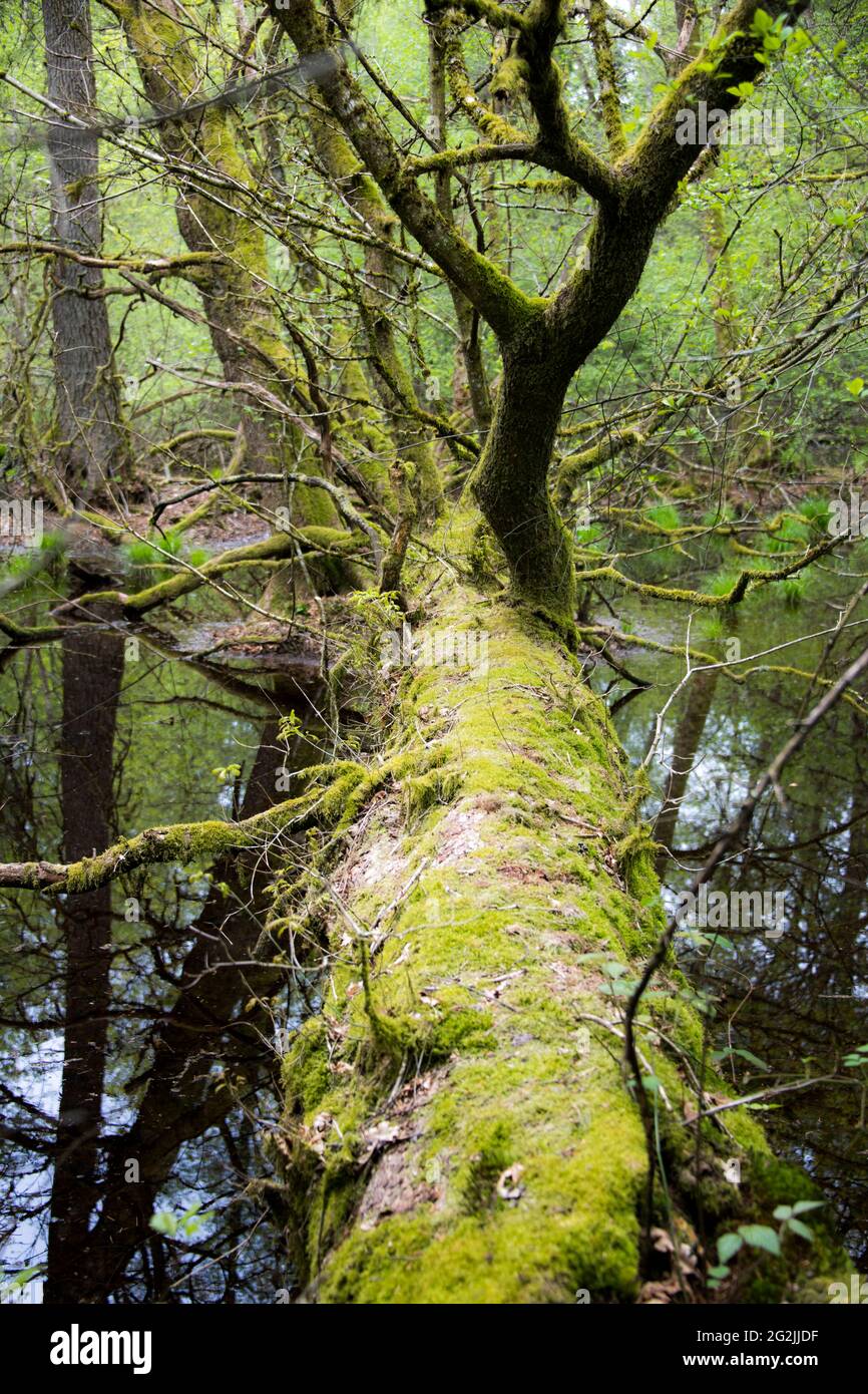 Swampy and marshy habitats hi-res stock photography and images - Alamy