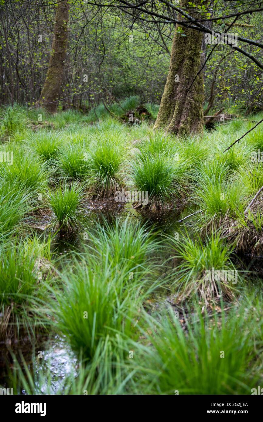 Wilderness habitats hi-res stock photography and images - Alamy