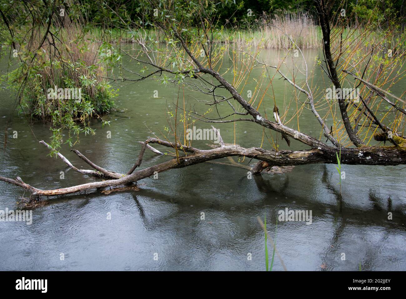 Swamp, wilderness, nature Stock Photo - Alamy