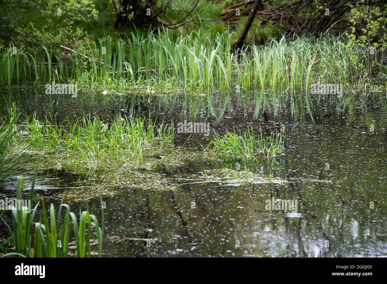 Unspoiled wilderness environment hi-res stock photography and images ...