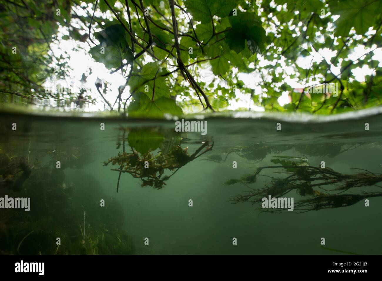 Swamp landscape under and over water Stock Photo - Alamy
