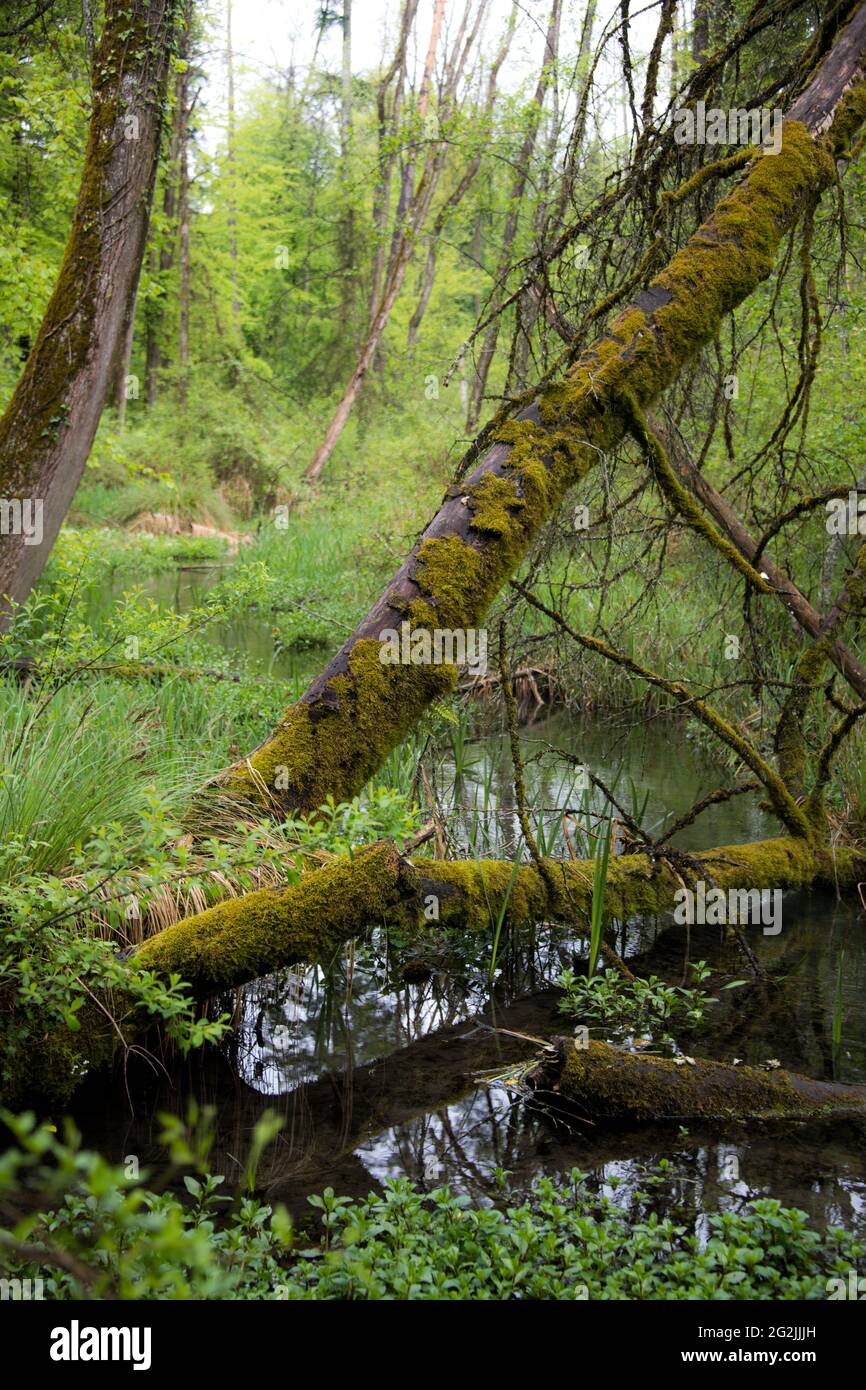 Unspoiled wilderness environment hi-res stock photography and images ...