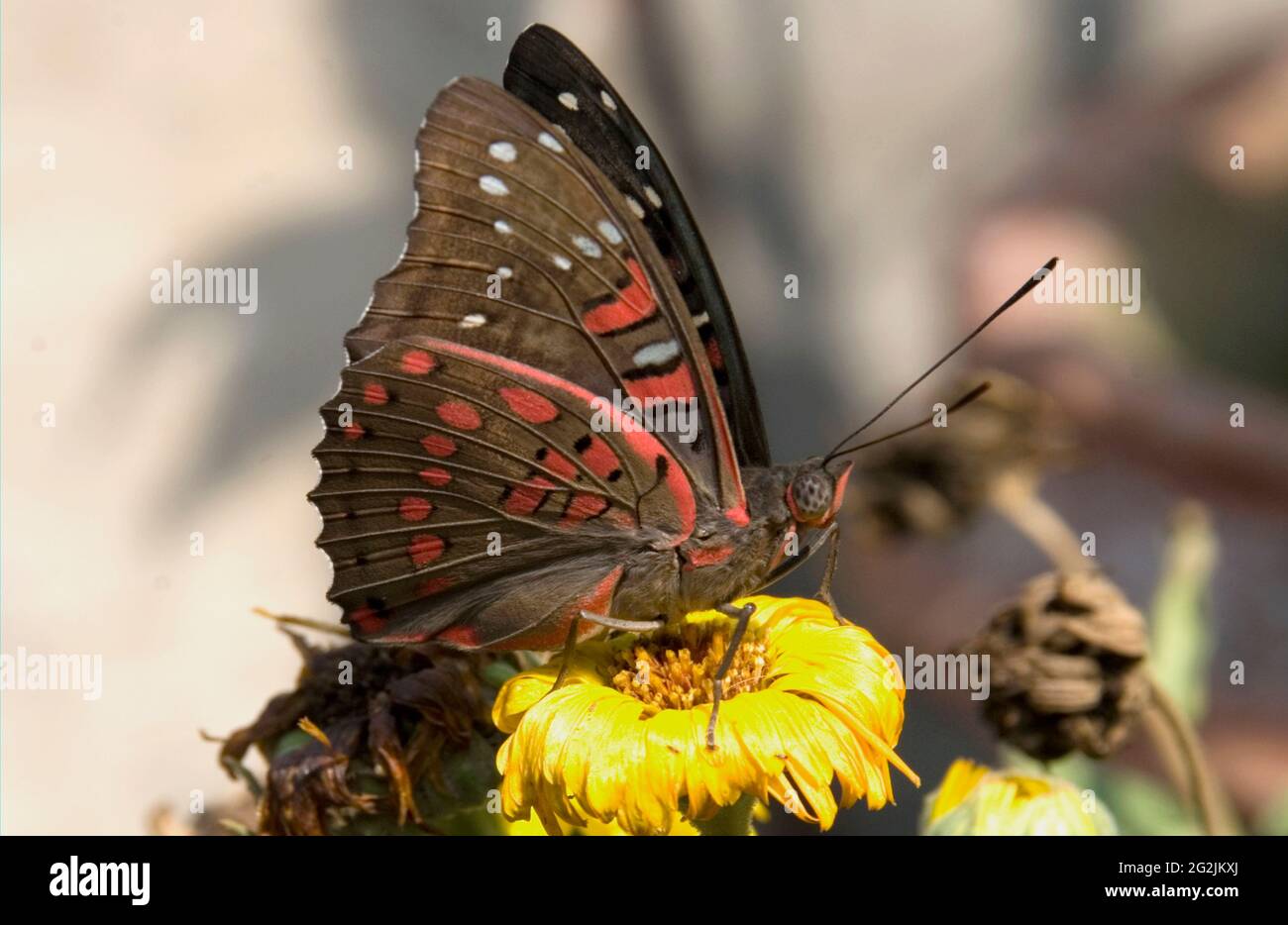 Vibrant green macro photography hi-res stock photography and images - Alamy