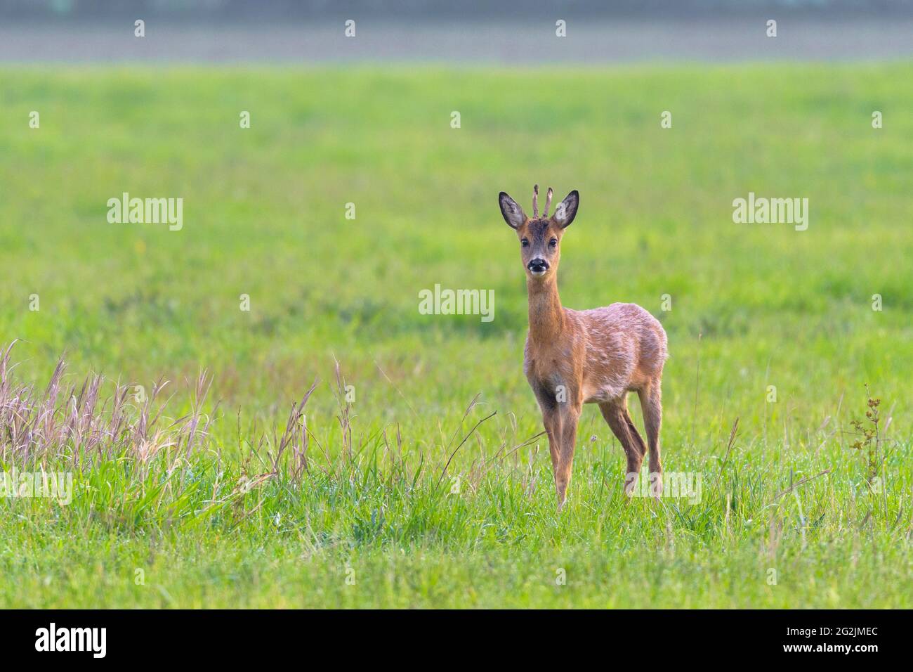 Roebuck (Capreolus capreolus) in a meadow, spring, April, Hesse ...
