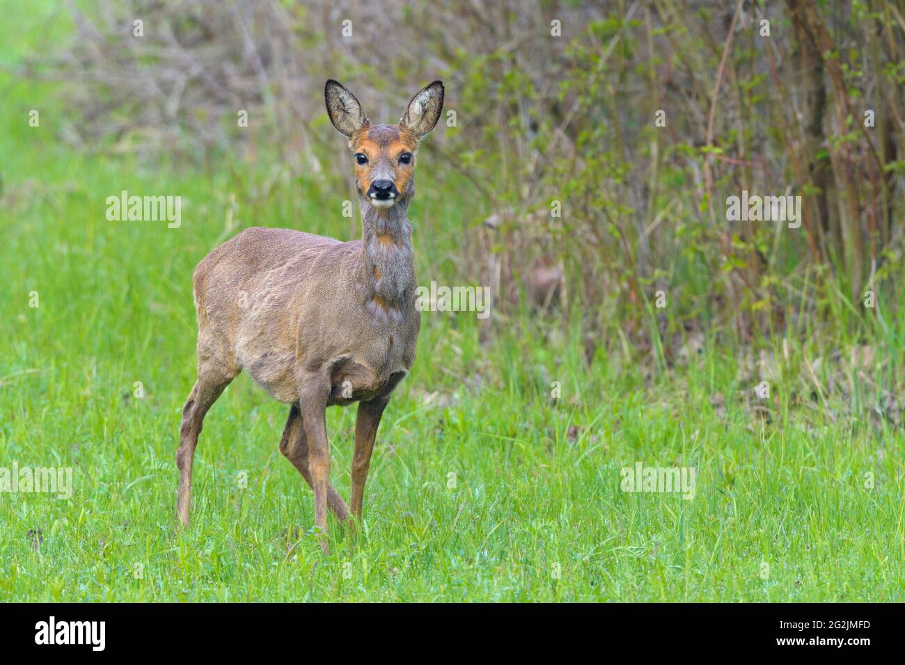 Roe deer (Capreolus capreolus) in a meadow, spring, April, Hesse ...