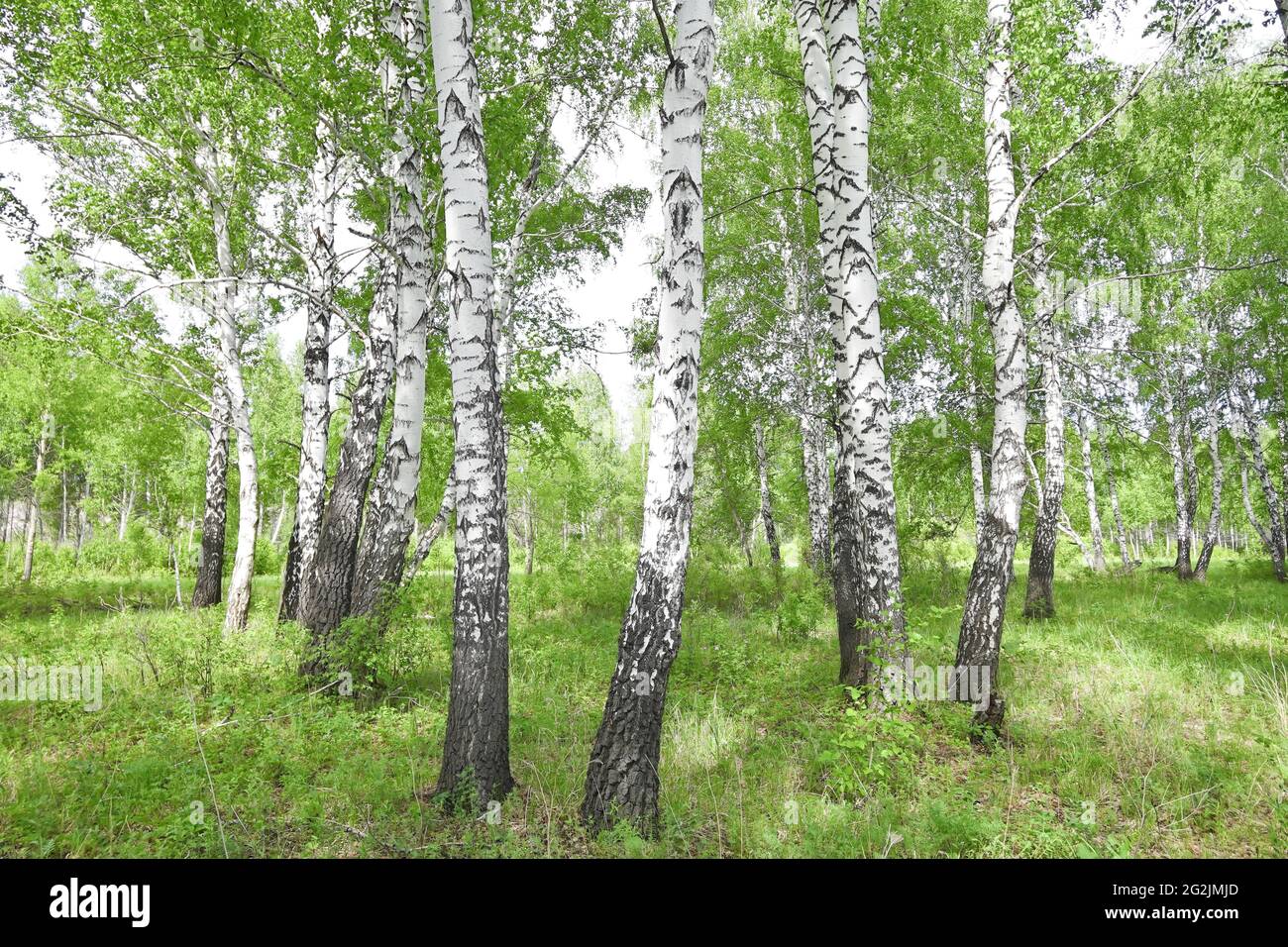 Spring birch forest Stock Photo - Alamy