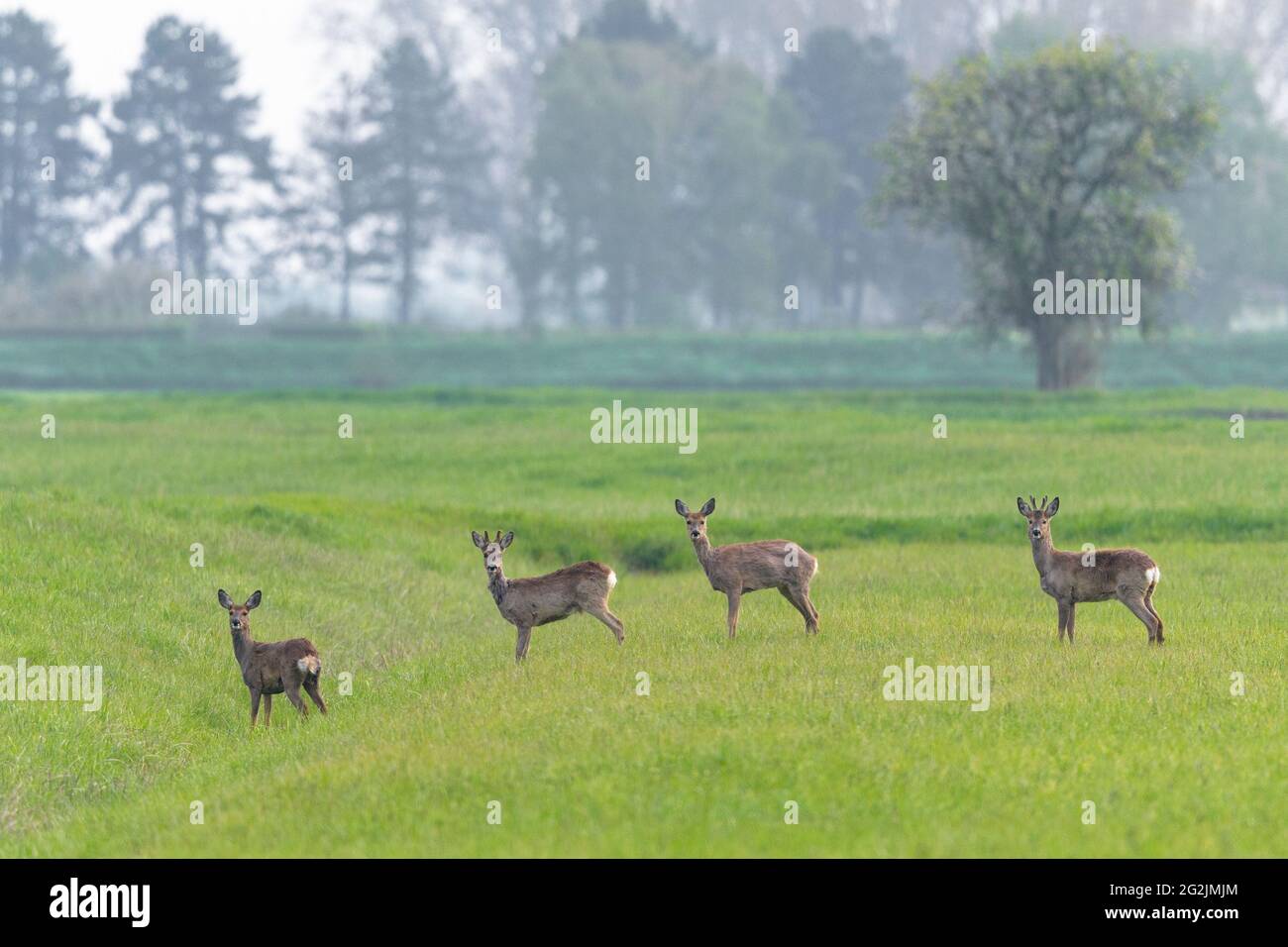 Roe deer (Capreolus capreolus) in a meadow, spring, April, Hesse ...