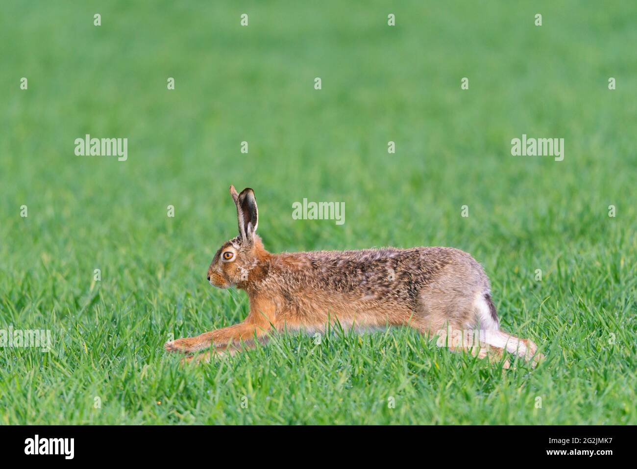 Brown hare (Lepus europaeus) on a grain field, April, spring, Hesse ...