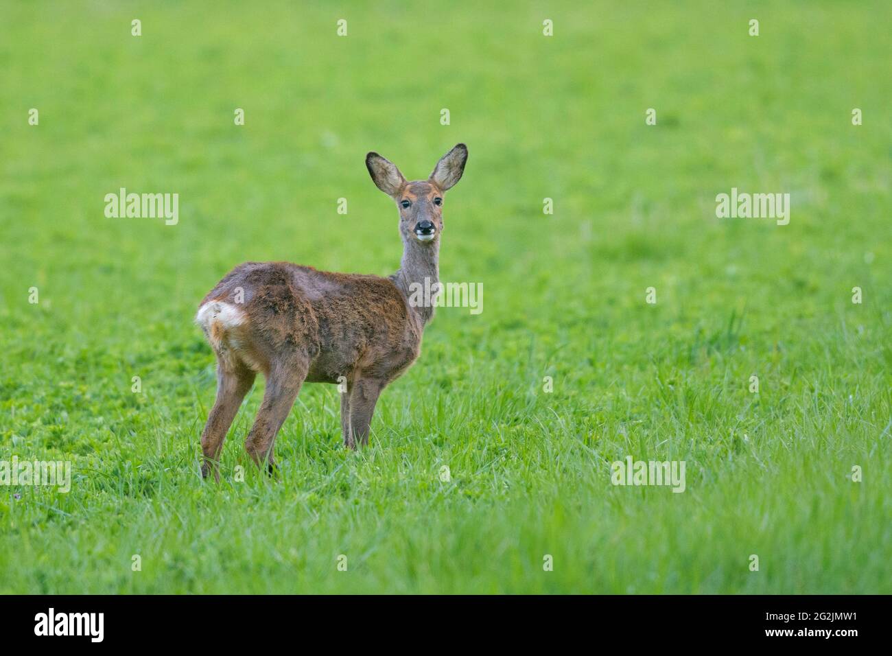 Roe deer doe spring hi-res stock photography and images - Alamy