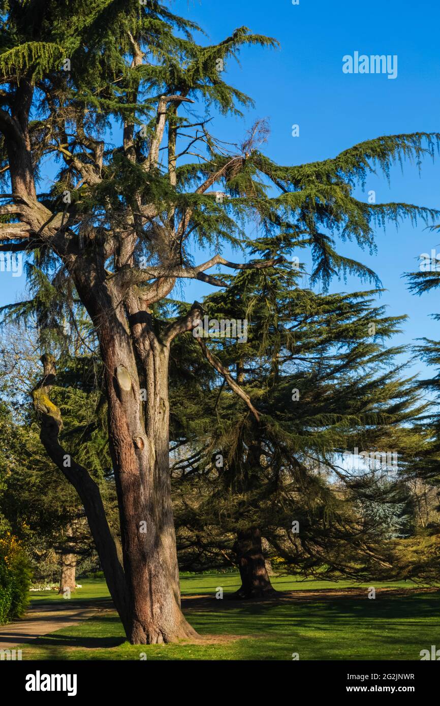 Garden with trees hi-res stock photography and images - Alamy