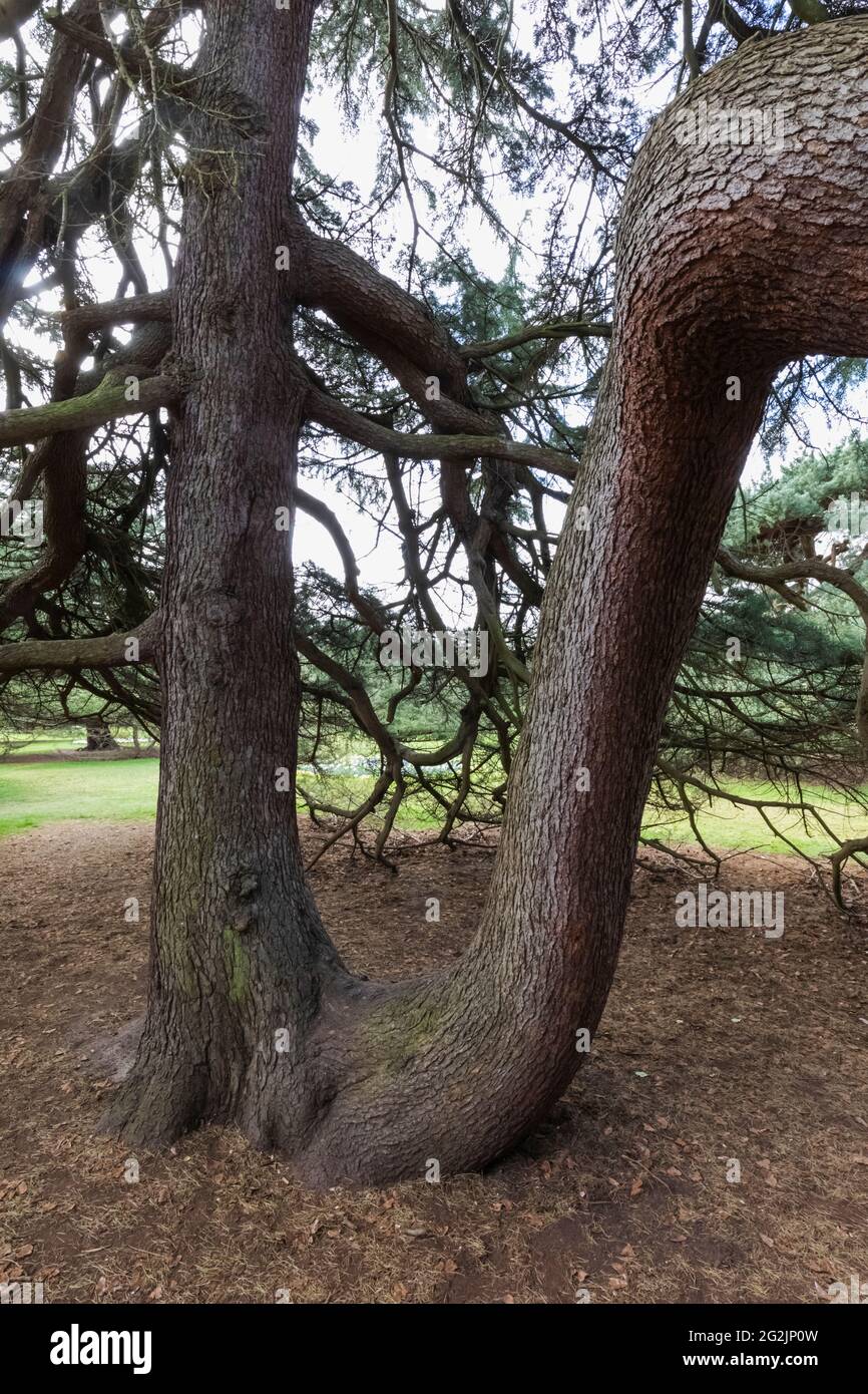 Twisted tree branches hi-res stock photography and images - Alamy