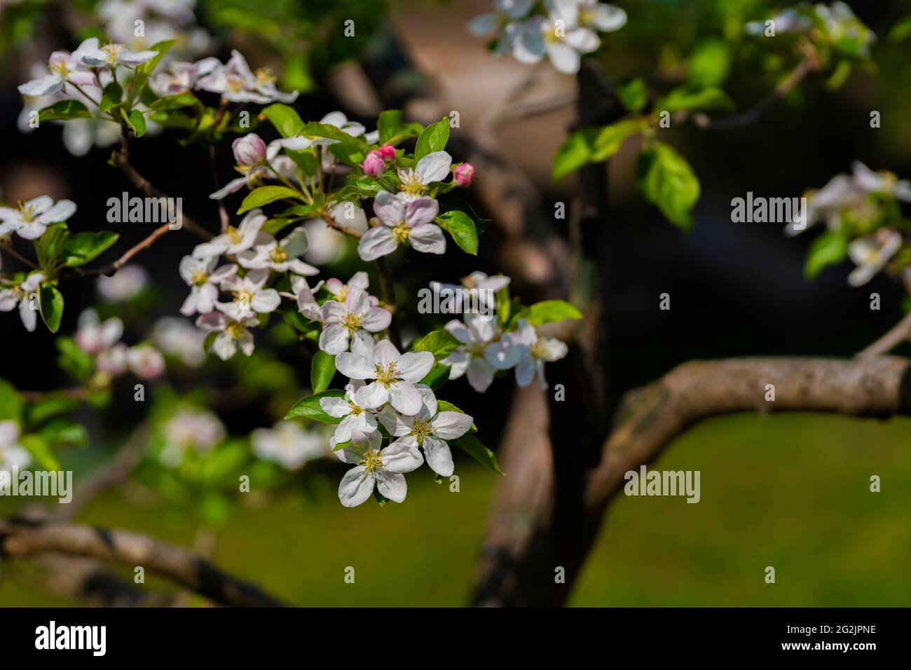 Tree about to bloom hi-res stock photography and images - Alamy
