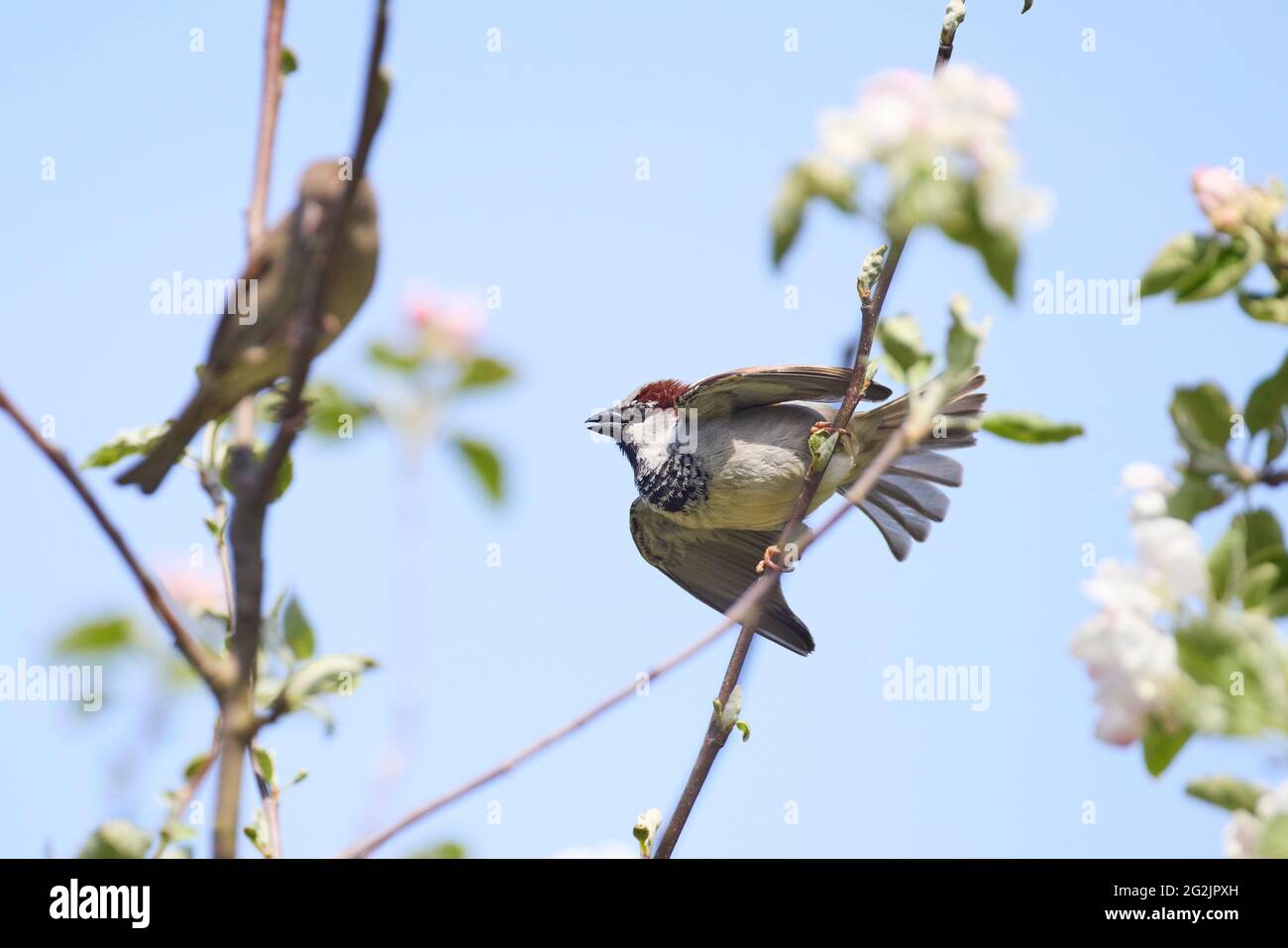House sparrow mating hi-res stock photography and images - Alamy