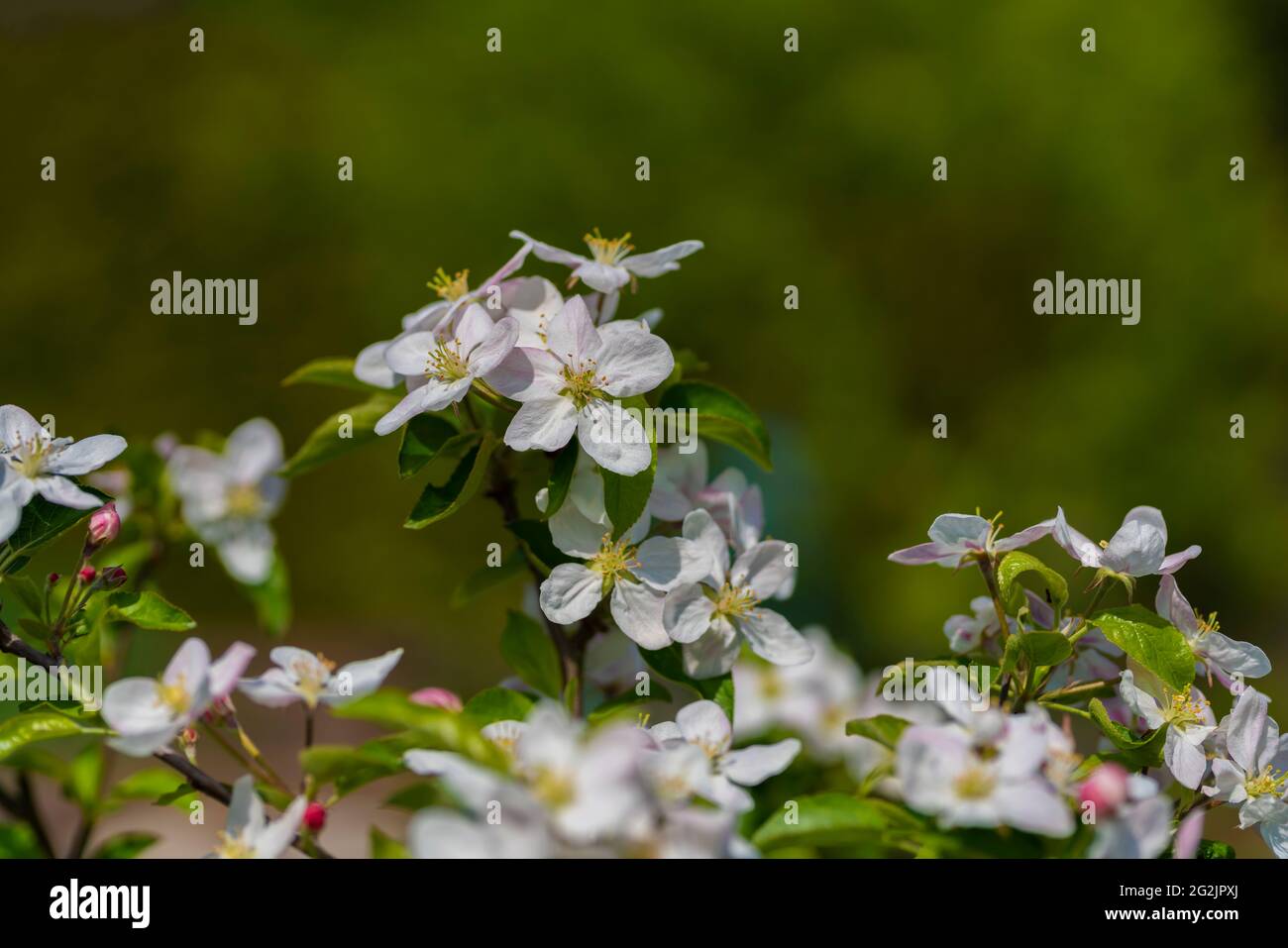 Apple tree in full bloom in spring hi-res stock photography and images ...