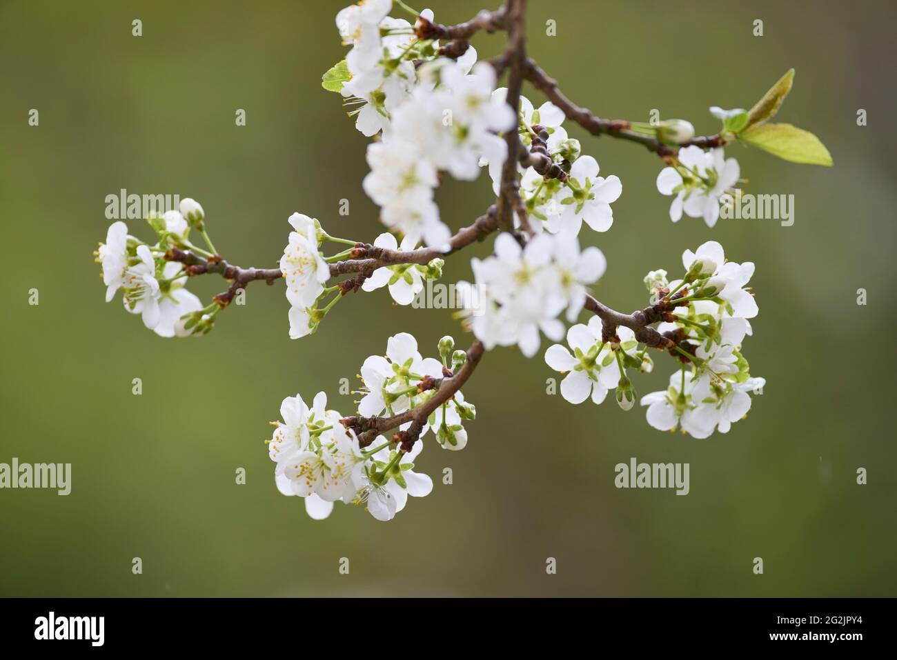 Tree branch with blossoms hi-res stock photography and images - Alamy
