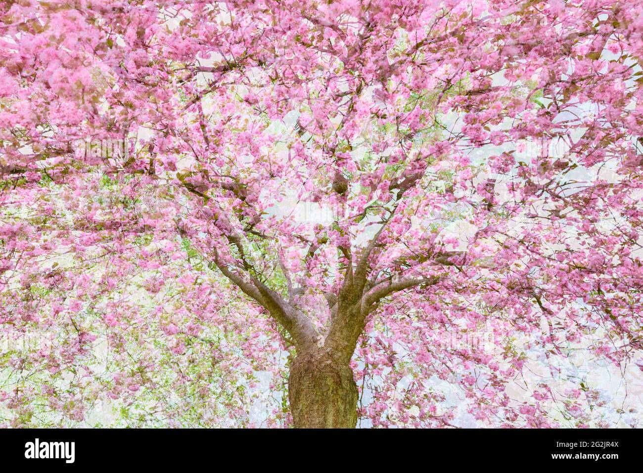 japanese cherry, tree, blooming, multiple exposure Stock Photo - Alamy