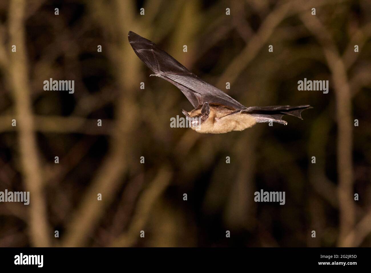 Bat, broad-winged bat, Eptesicus serotinus Stock Photo - Alamy