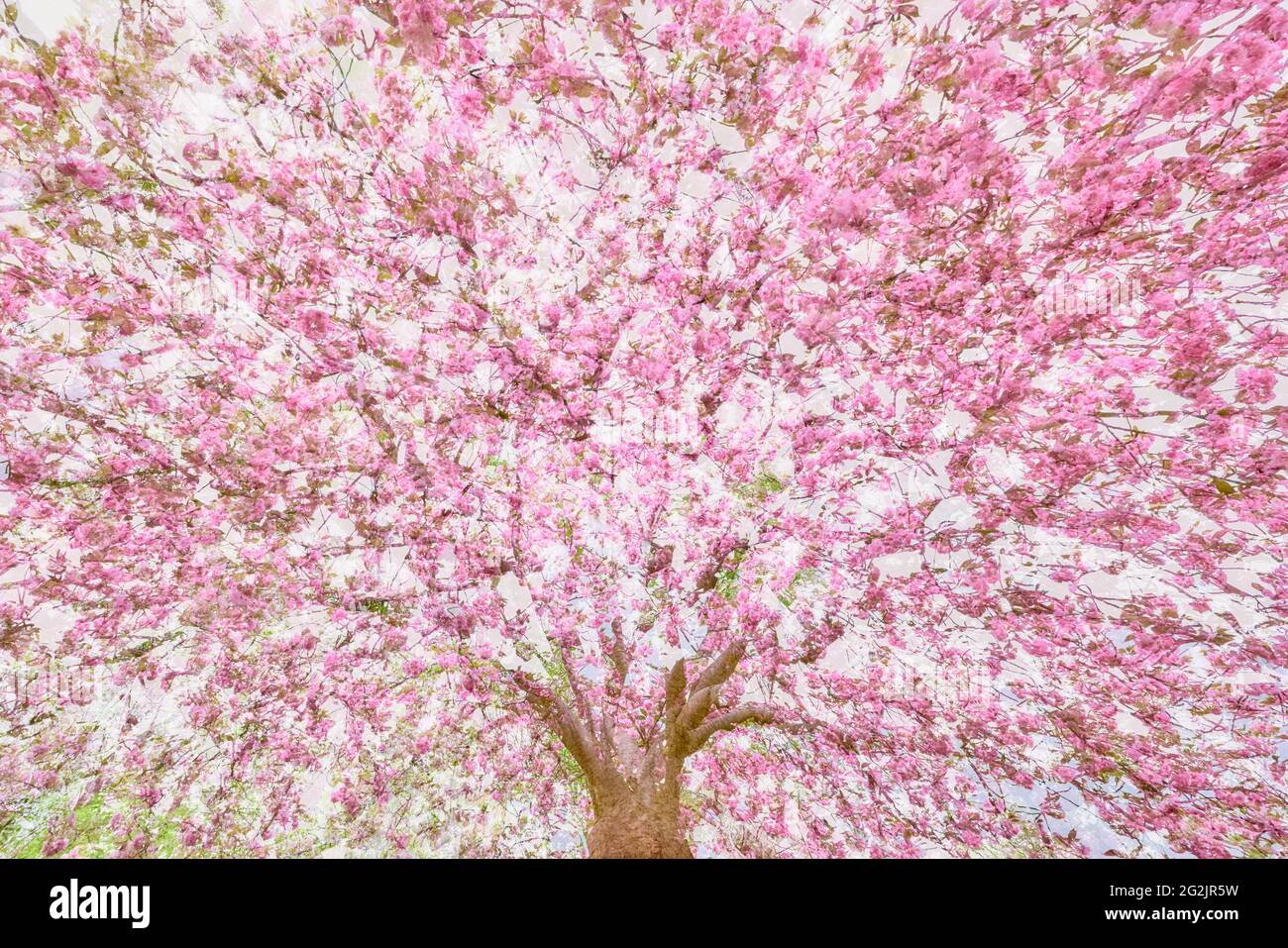 japanese cherry, tree, blooming, multiple exposure Stock Photo - Alamy
