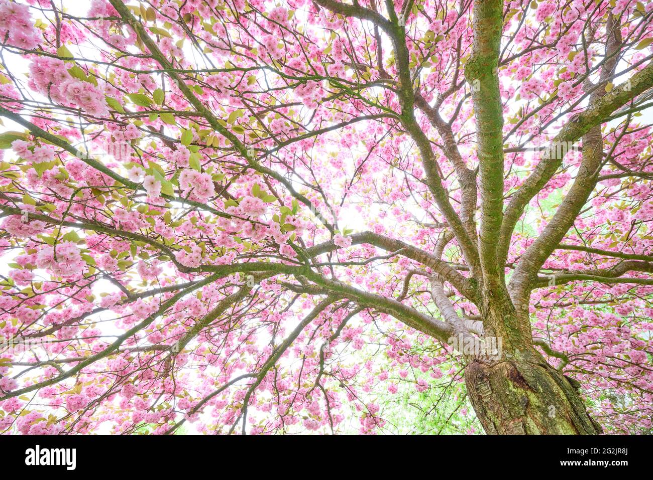 japanese cherry, tree, blooming Stock Photo - Alamy