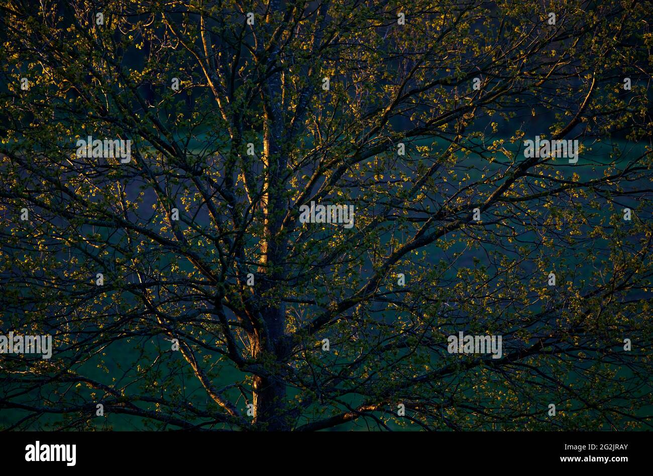 Back light branches hi-res stock photography and images - Alamy