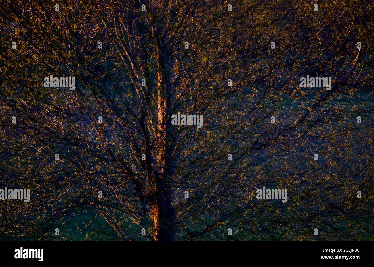 Tree, sunset, backlit, multiple exposure Stock Photo - Alamy