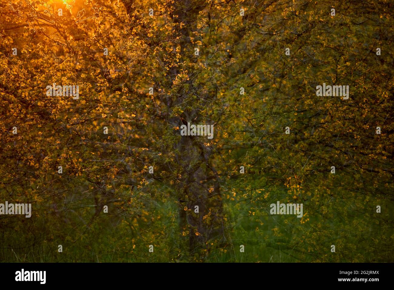 Tree, sunset, backlit, multiple exposure Stock Photo - Alamy