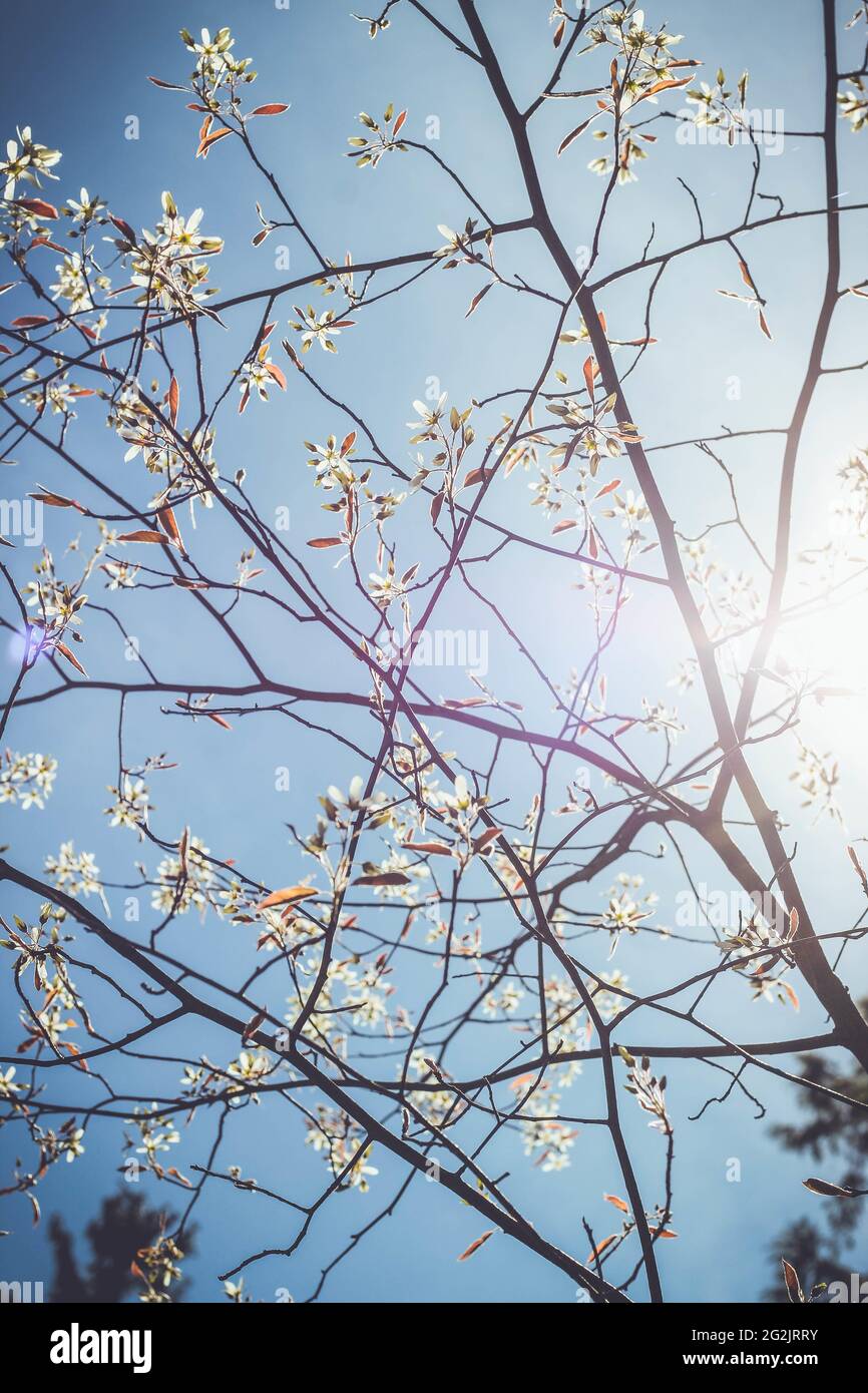 white flowering shrub in the backlight Stock Photo - Alamy
