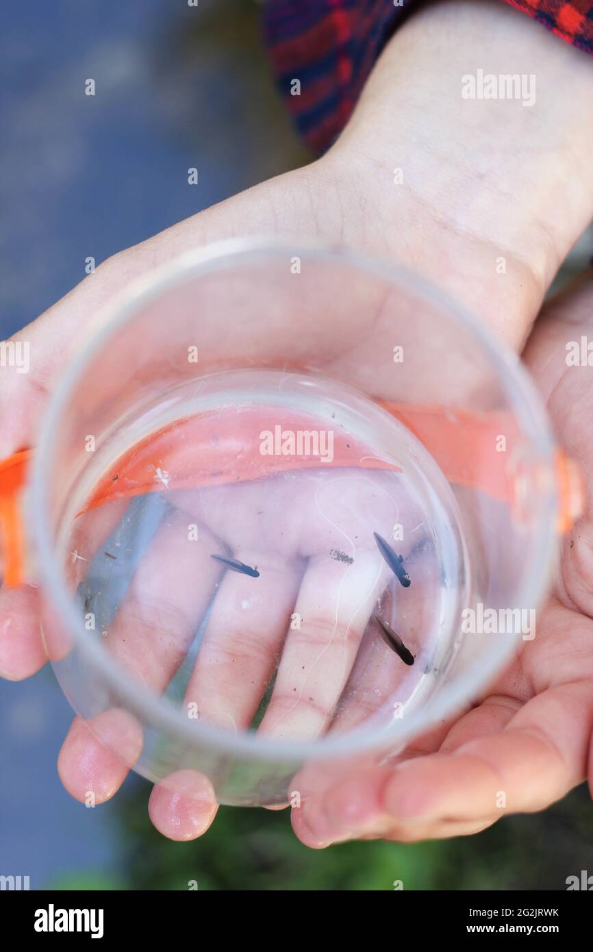 Child at a pond while watching tadpoles Stock Photo - Alamy
