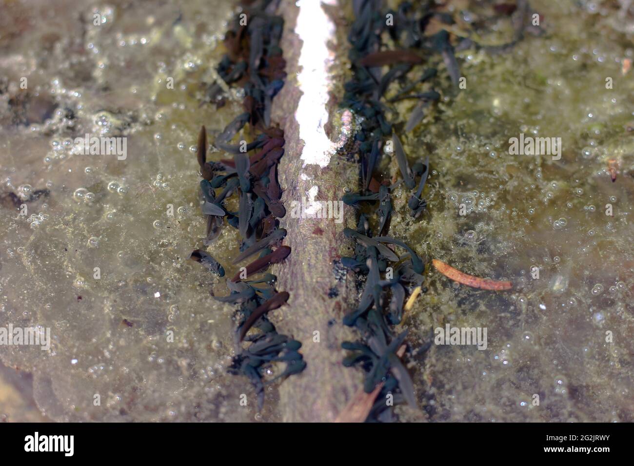 Many tadpoles hi-res stock photography and images - Alamy