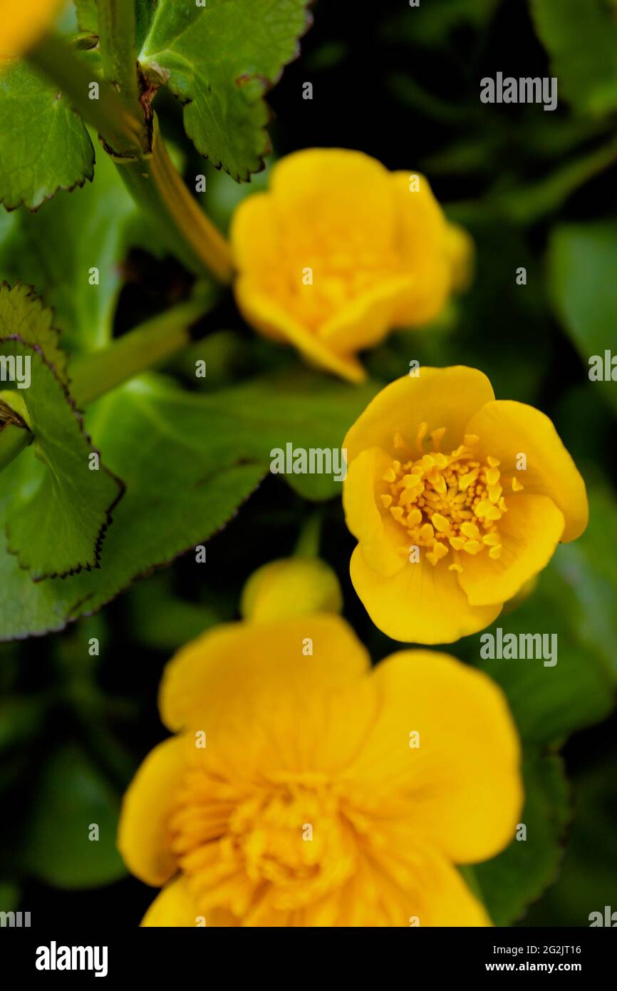 Blooming marsh buttercup hi-res stock photography and images - Alamy