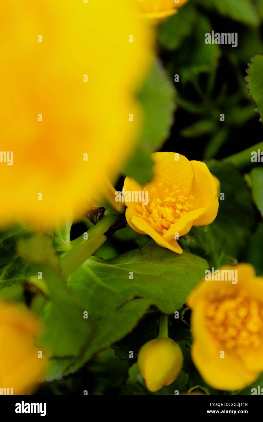 Blooming marsh buttercup hi-res stock photography and images - Alamy