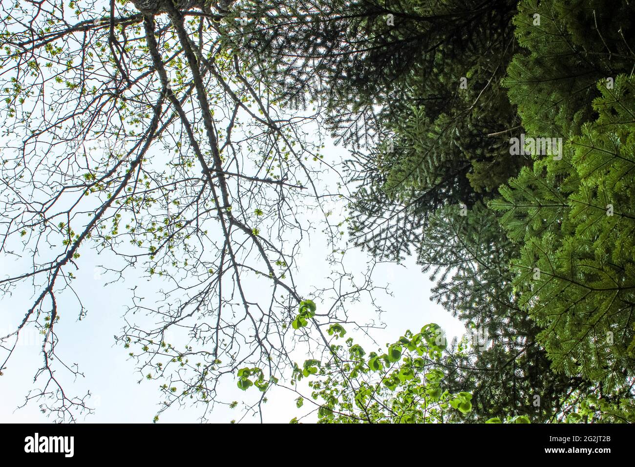 Up into the trees hi-res stock photography and images - Alamy