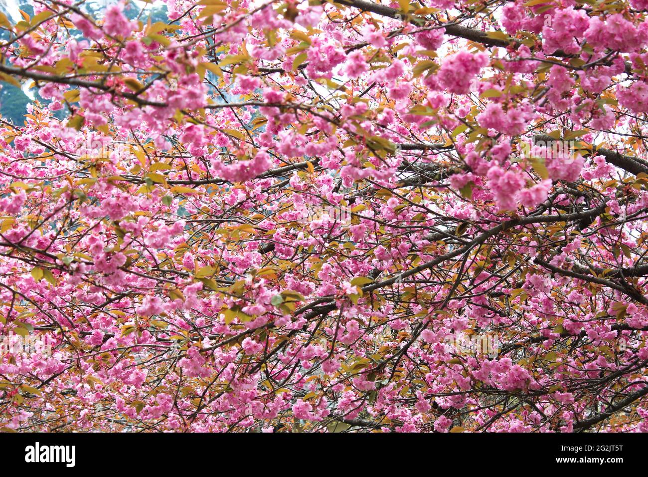 flowering ornamental cherry Stock Photo - Alamy