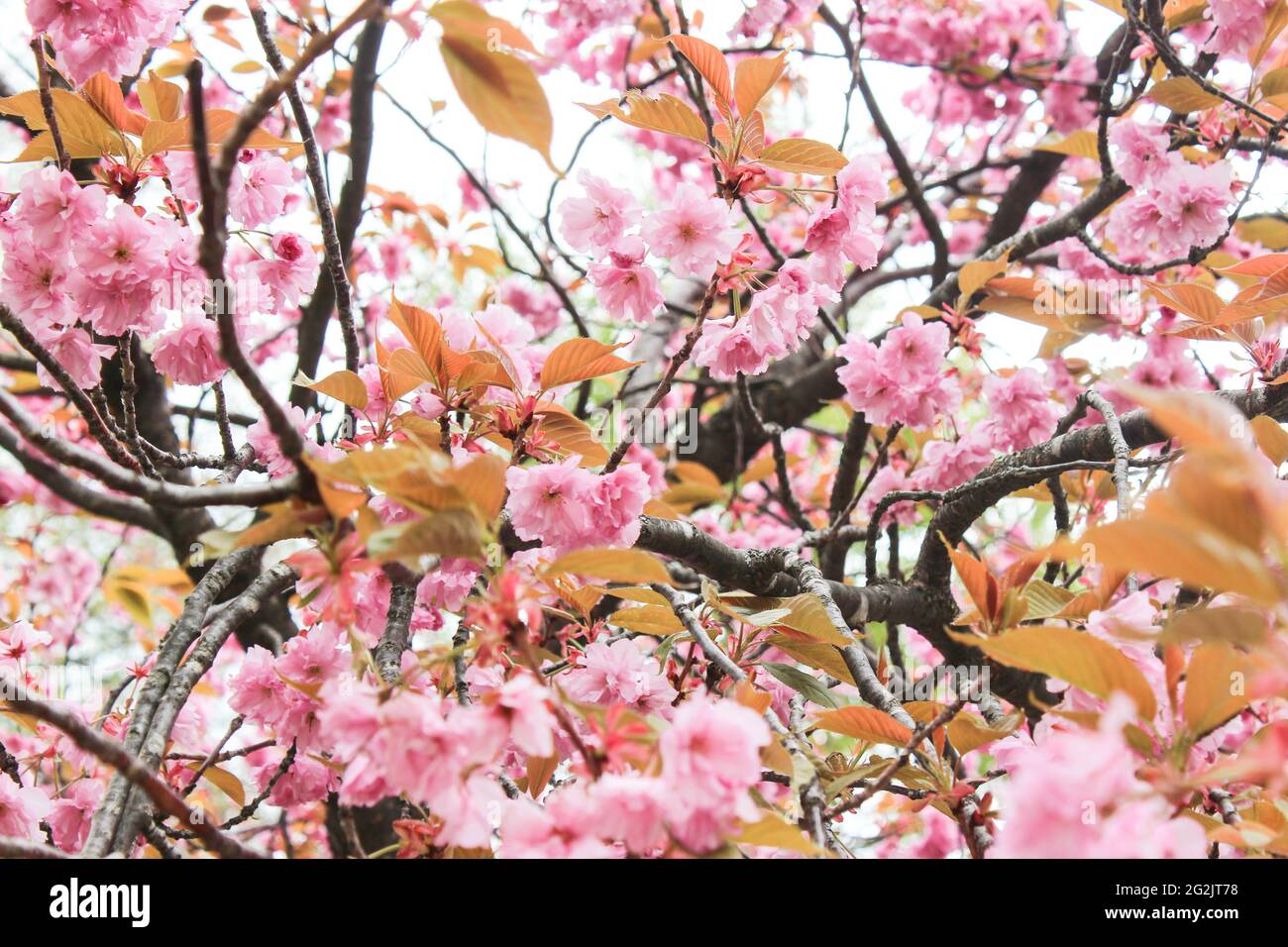flowering ornamental cherry Stock Photo - Alamy
