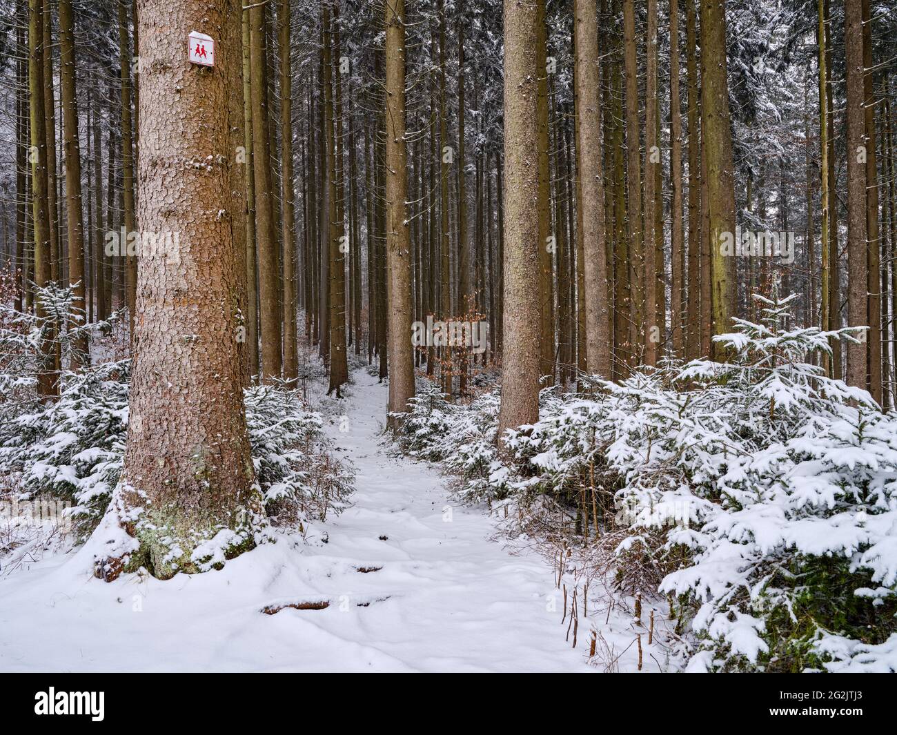 Forest, forest, forest plantation, mixed forest nature park, trees ...