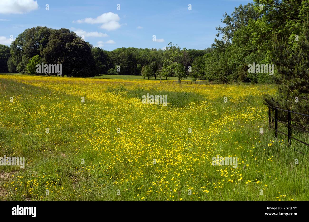 Bletchingdon Park estate, Oxfordshire, England, UK Stock Photo - Alamy