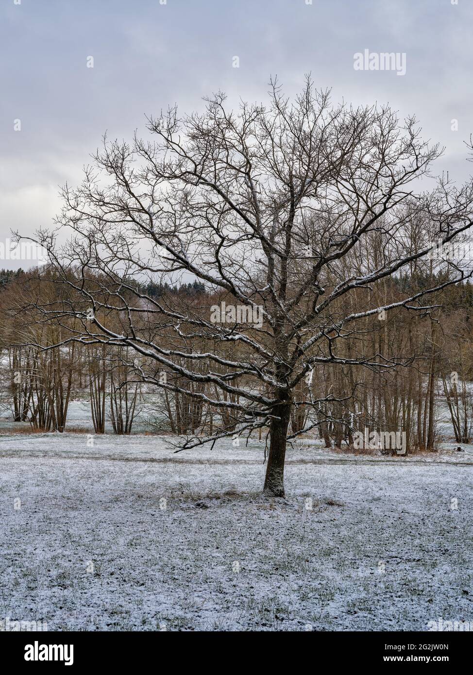 Grassland, wet meadow, meadow, floodplain, alluvial forest, trees ...