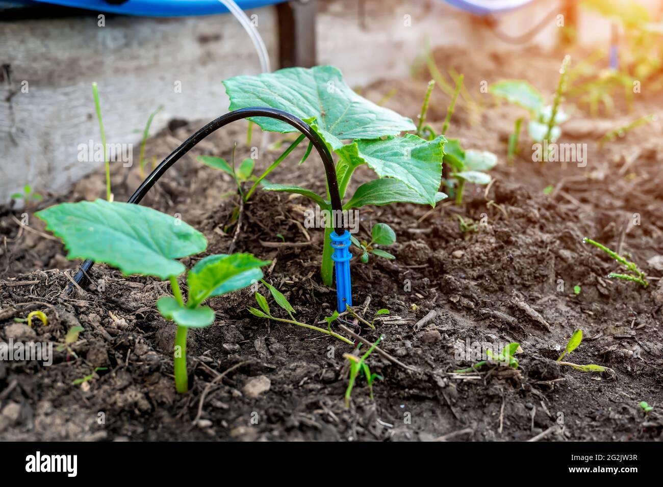 drip irrigation nozzle in the ground near the cucumber seedling ...
