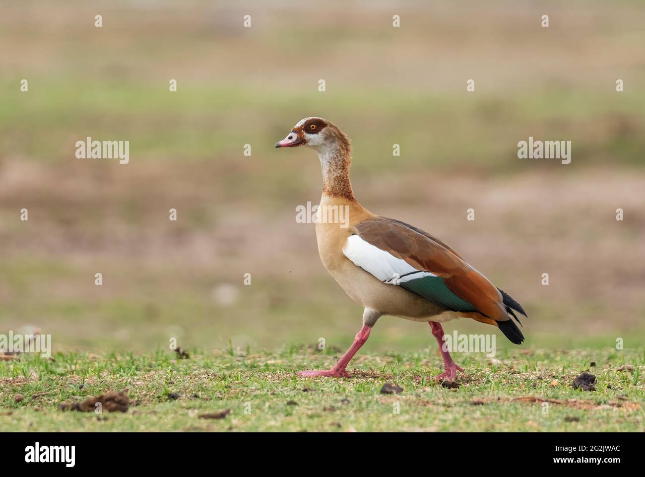 Egyptian Goose - Alopochen aegyptiaca, beautiful colored goose from ...