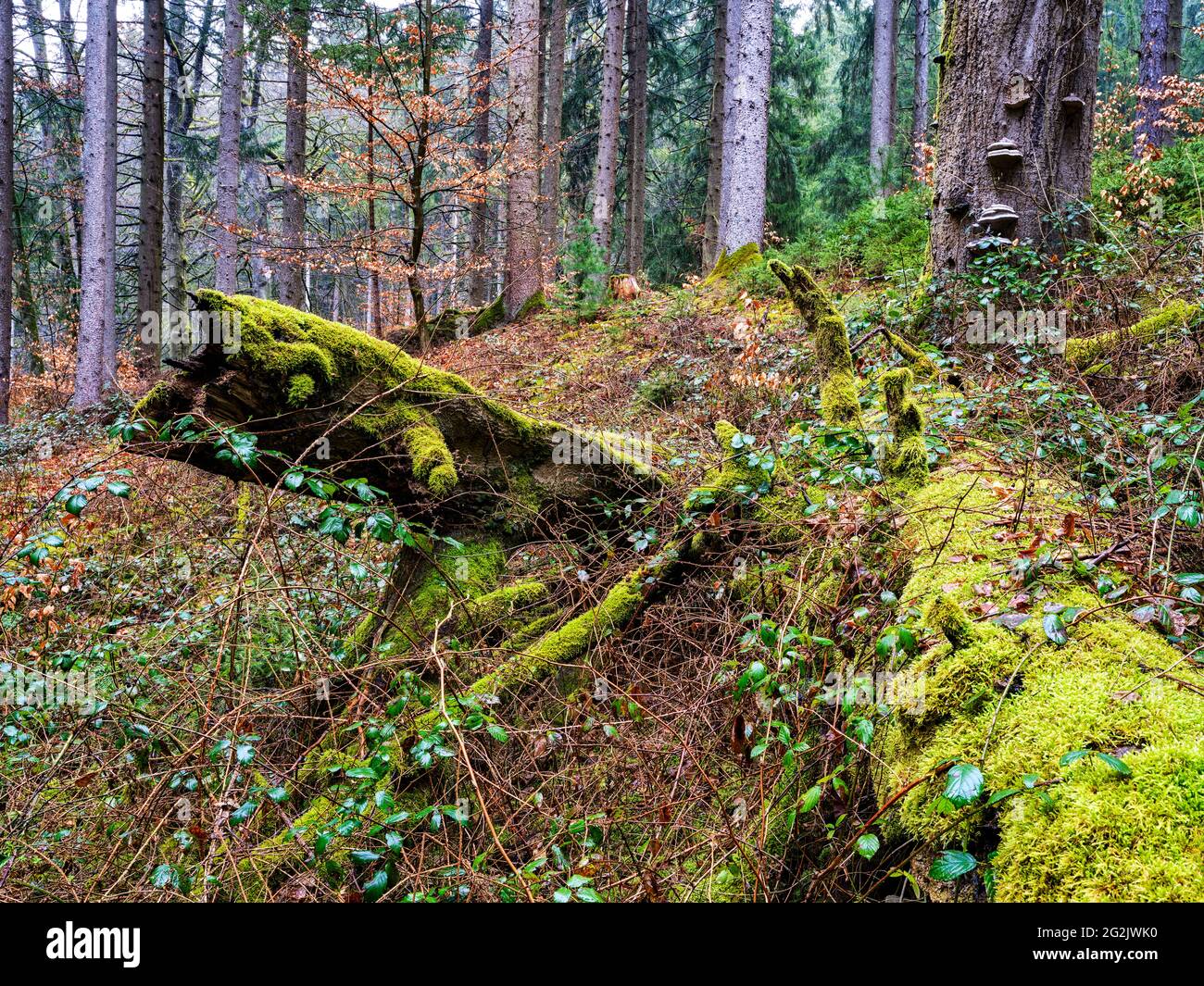 Beech and pine hi-res stock photography and images - Alamy