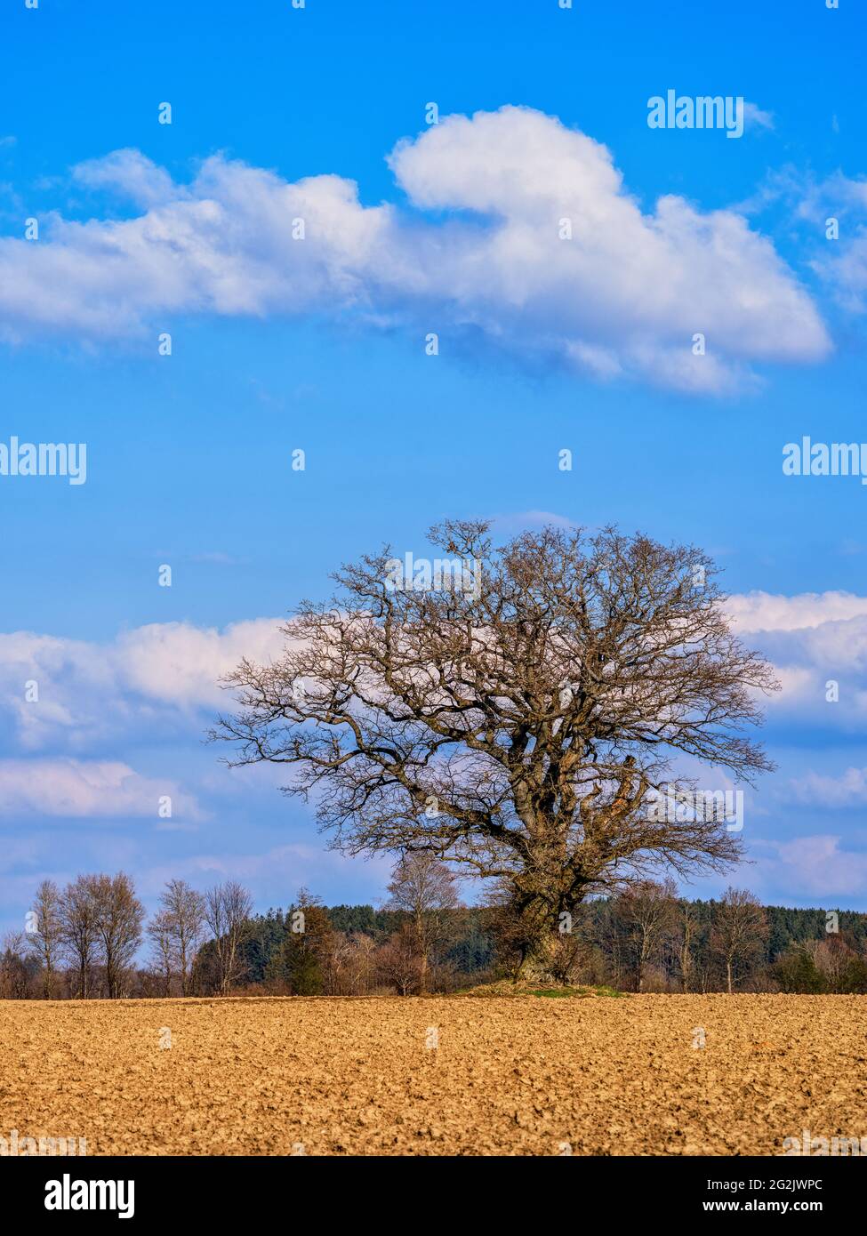 Field, field, tree, oak, field oak, solitary, solitary oak, rows of ...