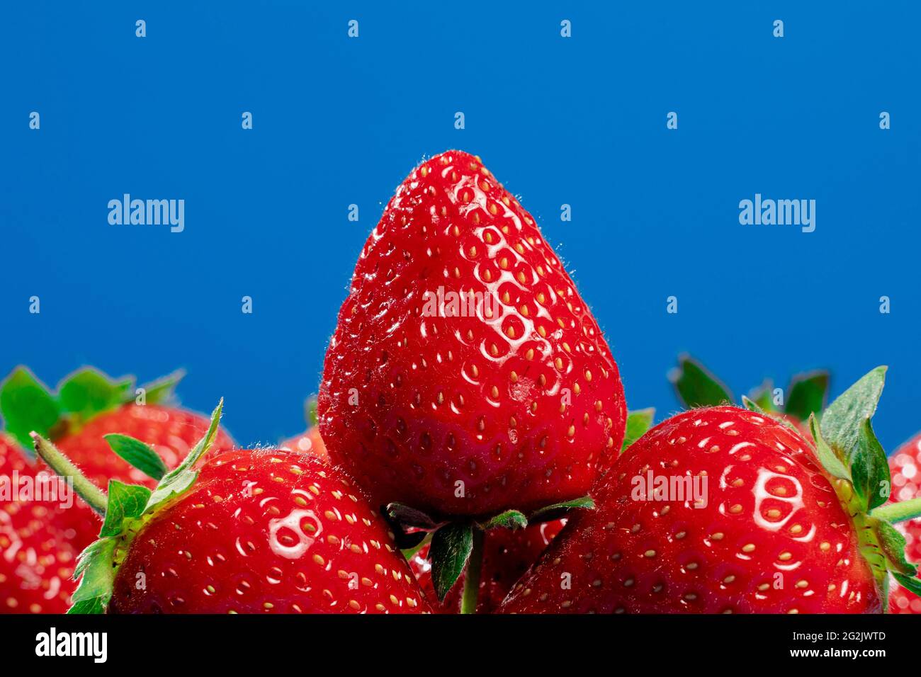 Bunch of strawberries on blue background. Red berry summer seasonal ...