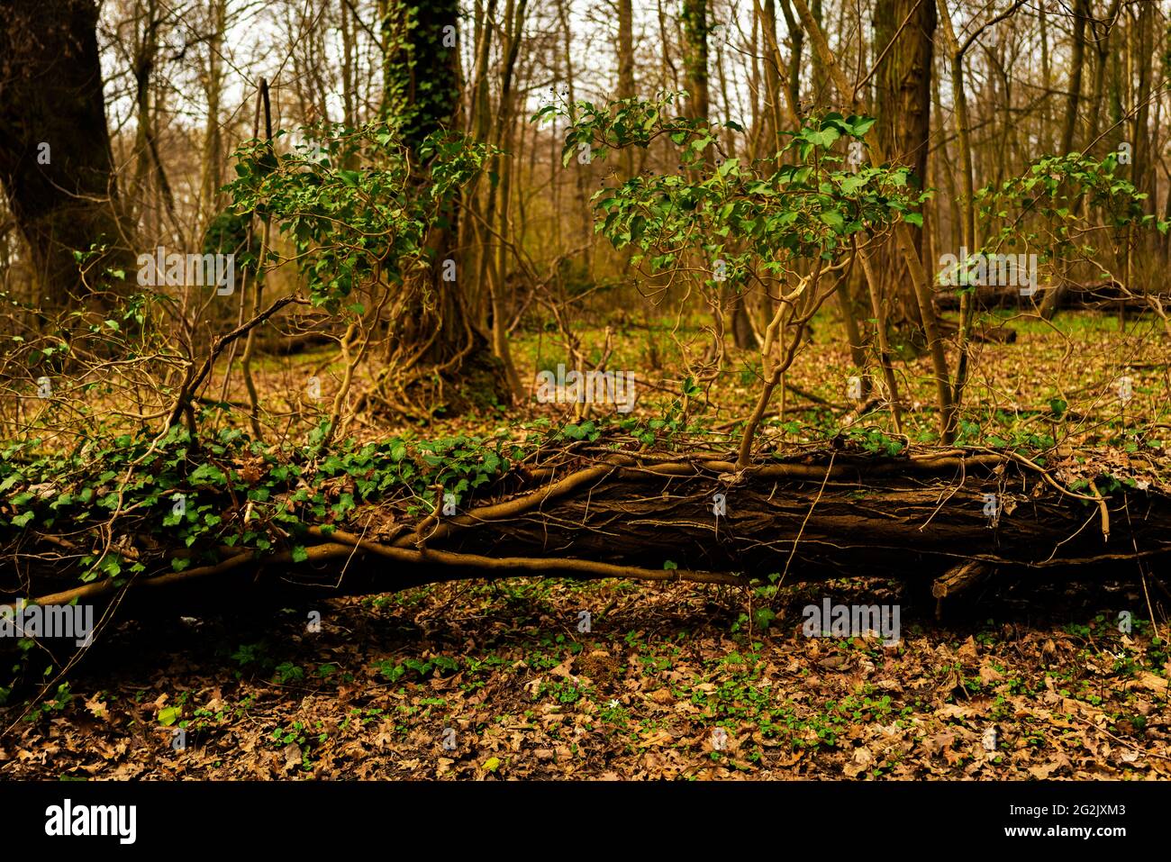 Dead tree trunks on hi-res stock photography and images - Alamy